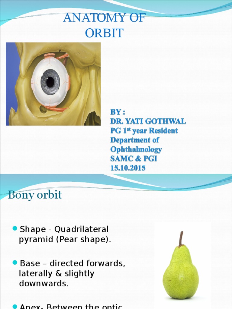 ORBIT | PDF | Human Head And Neck | Face