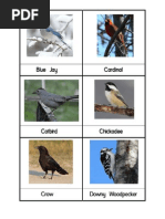 Bto Bird Species Codes | PDF