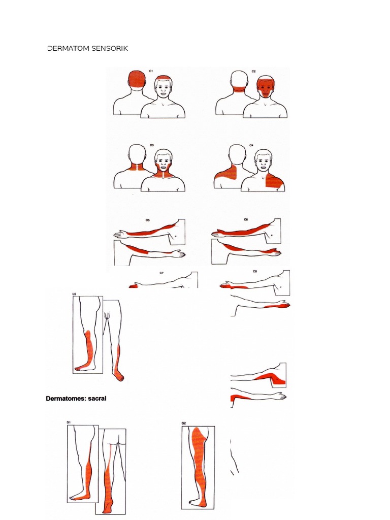 Dermatom Sensorik | PDF