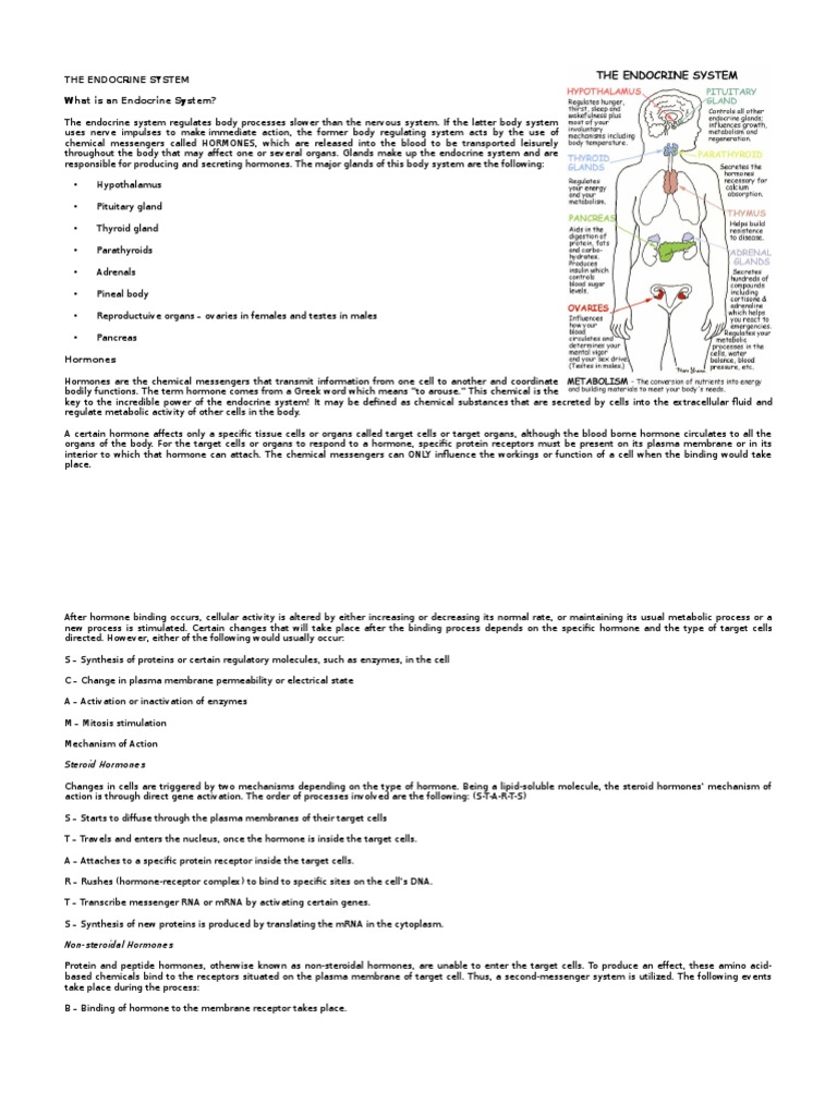 Endocrine and Urinary System | PDF | Urinary System | Hormone