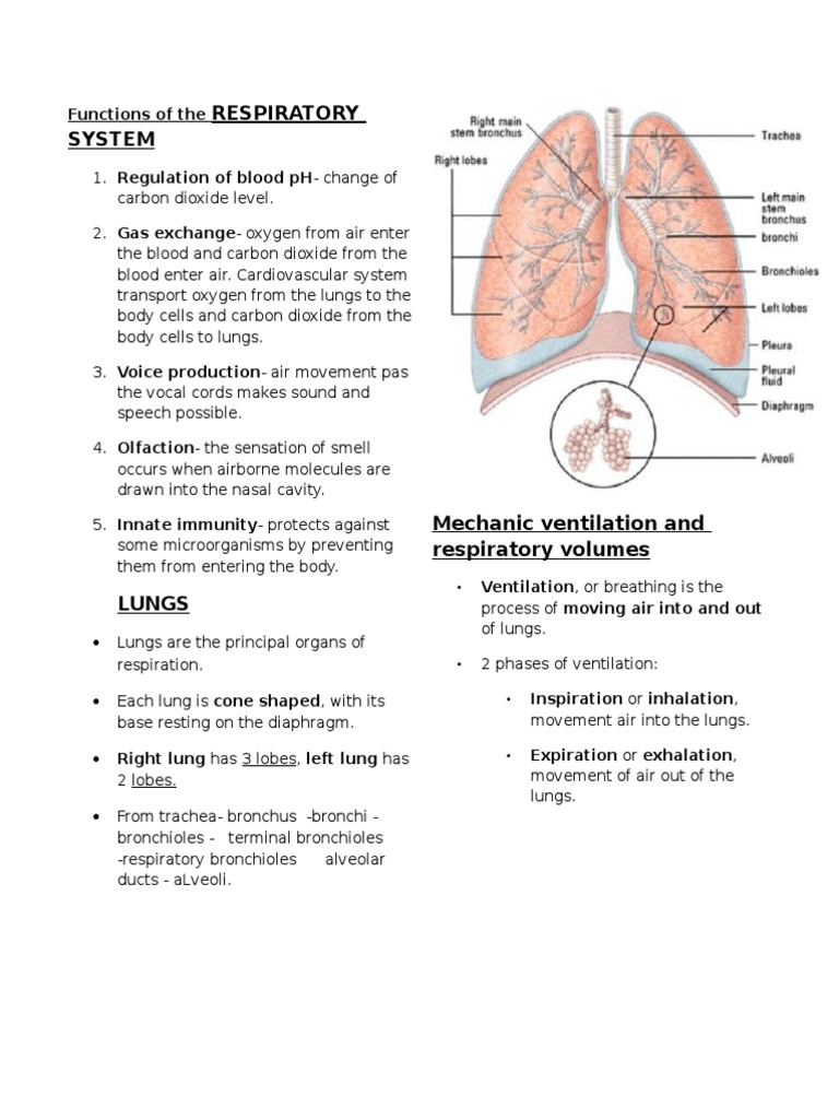 Functions of the Respiratory System | PDF | Respiratory System | Lung