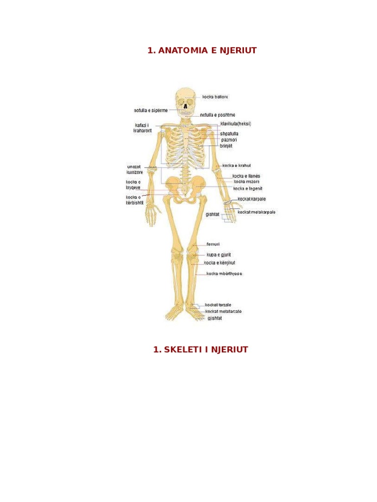 Anatomia e Njeriut | PDF