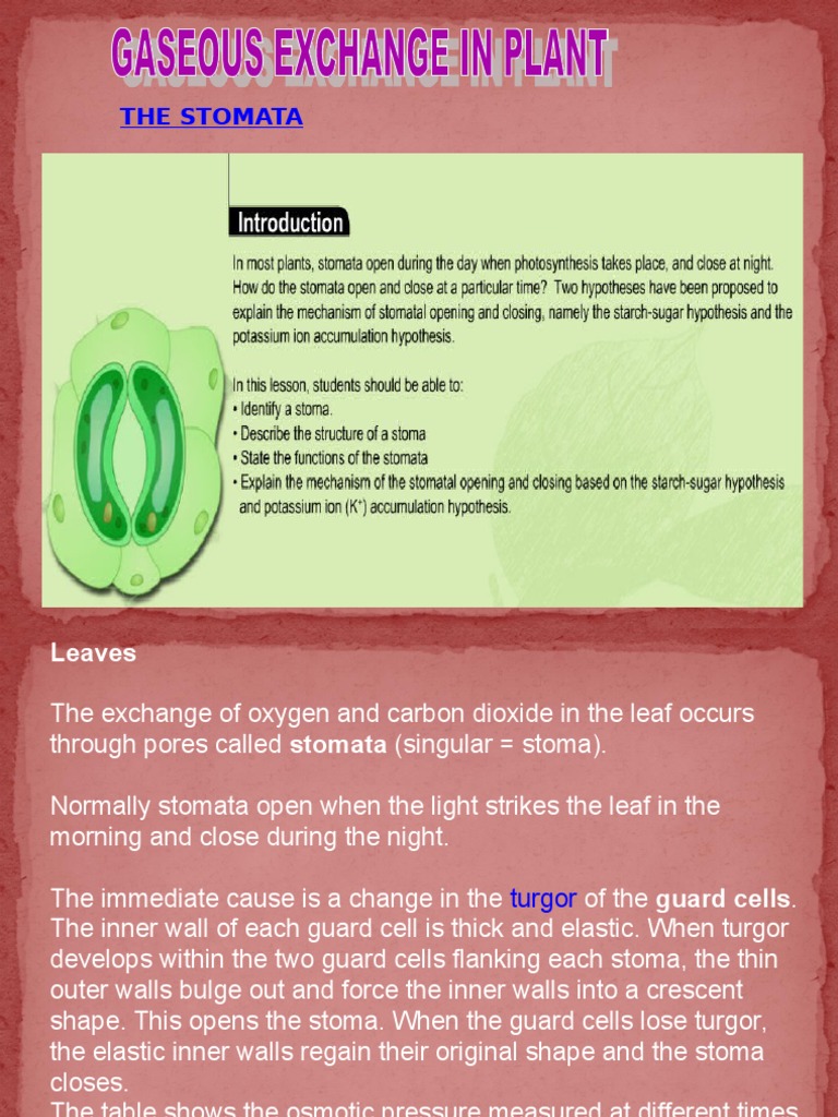 Stomatal Mechanism and Functions | PDF | Stoma | Branches Of Botany