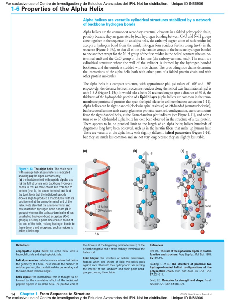 2.- Hélice Alpha | Alpha Helix | Collagen