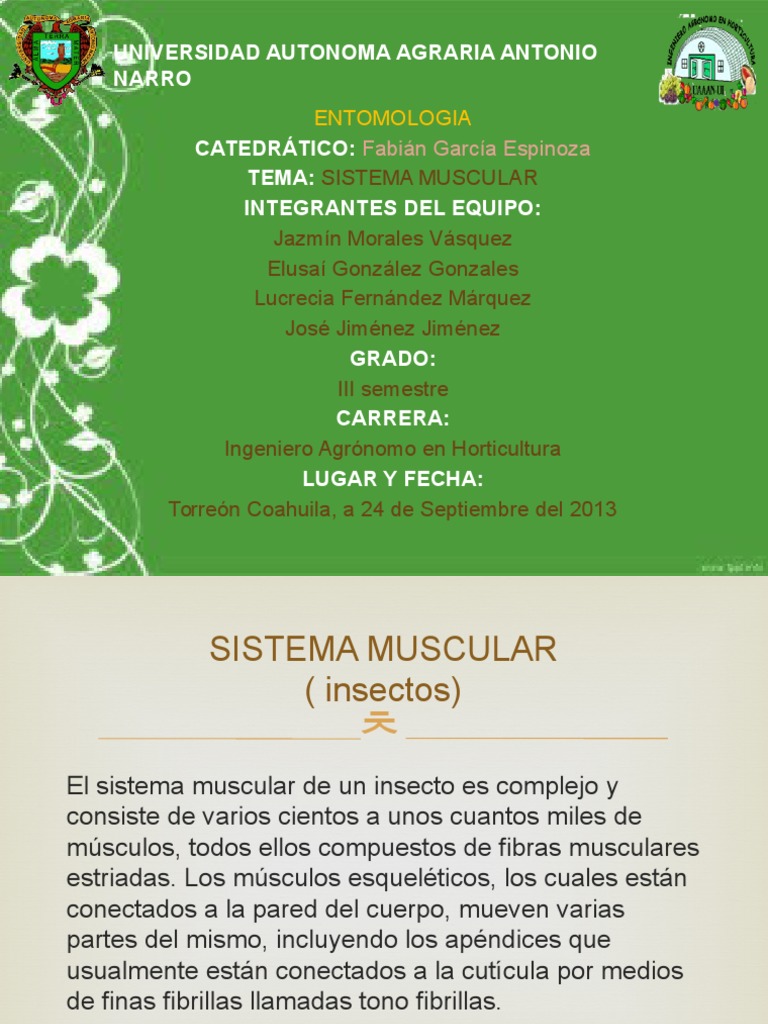 SISTEMA MUSCULAR DE LOS INSECTOS Completado | PDF | Músculo | Insectos