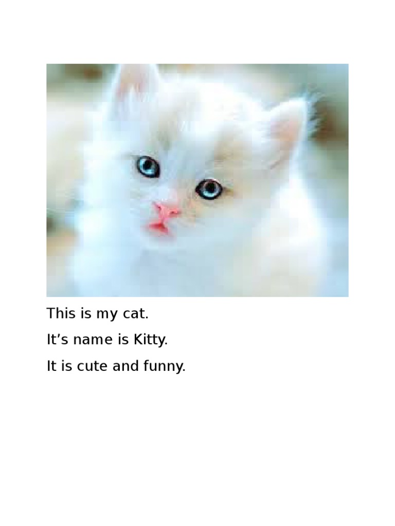 This Is My Cat. It's Name Is Kitty. It Is Cute and Funny | PDF