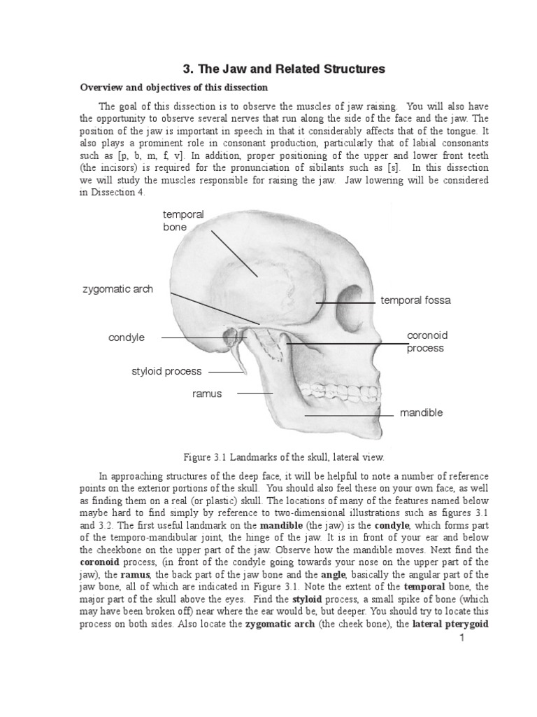 The Jaw and Related Structures | PDF | Human Anatomy | Human Head And Neck