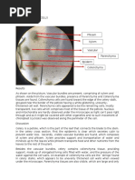 Celery Xylem and Phloem Microscope Study | PDF | Plant Stem | Tissue ...