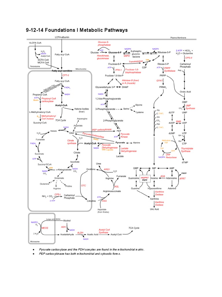 Metabolic Pathways and SCID Insights | PDF