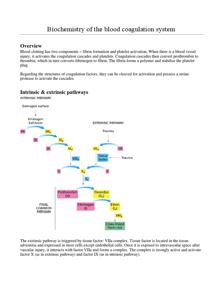 The Biochemistry of Blood Coagulation: An In-Depth Review of the ...