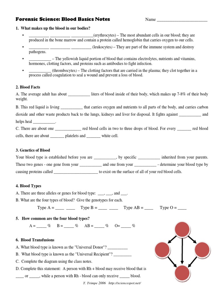 Bloodbasicsnoteguide | PDF | Blood Type | Blood Cell