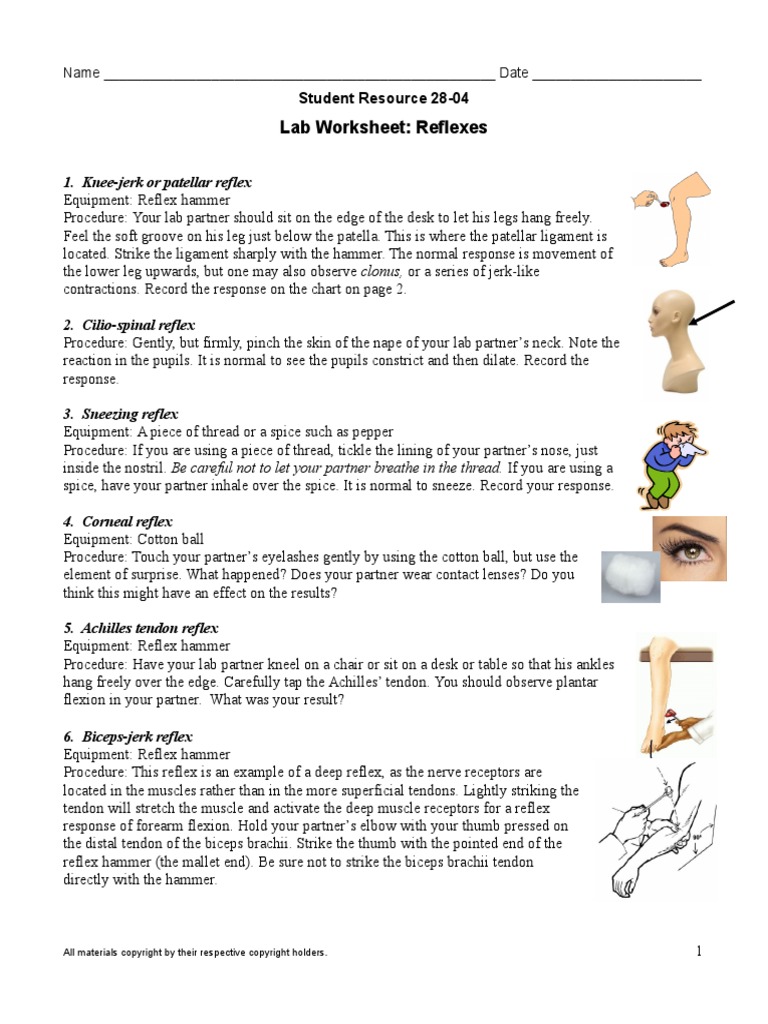 Lab Worksheet: Reflexes: 1. Knee-Jerk or Patellar Reflex | PDF | Hand ...