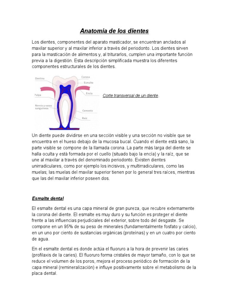 Anatomía de Los Dientes | PDF | Diente humano | Gusto