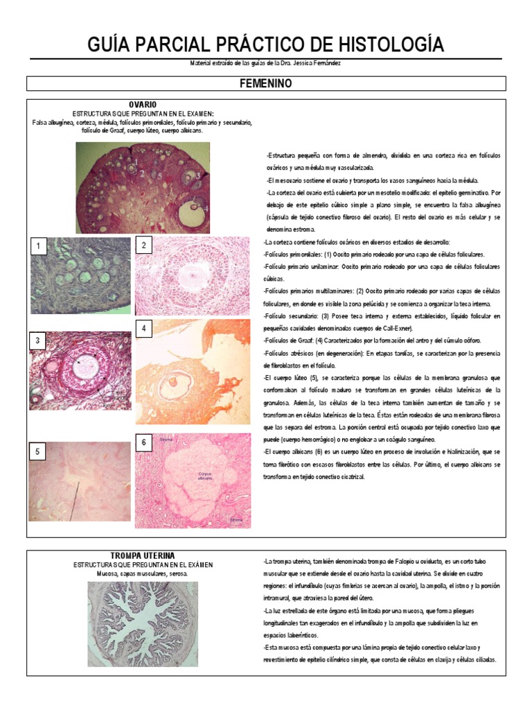 Guía Parcial Práctico de Histología Femenino | PDF | Tejido conectivo ...