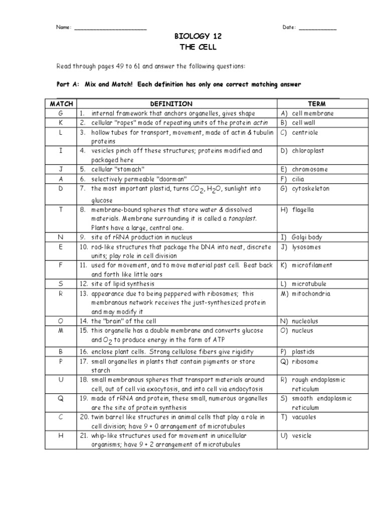 Cell Structure and Function Matching KEY | PDF | Endoplasmic Reticulum ...