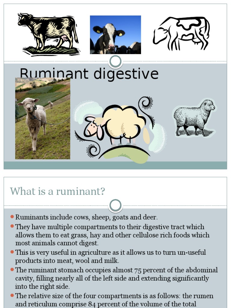Ruminant Digestive System Ppt Pres | Ruminant | Digestion