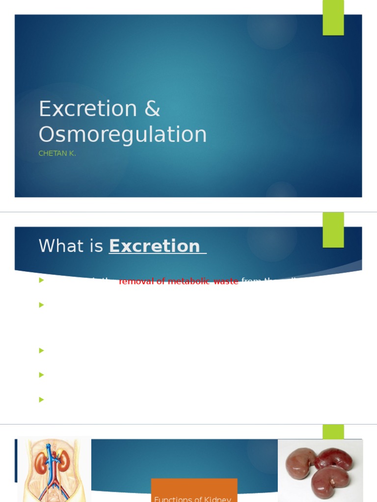 Excretion and Osmoregulation in Humans | PDF | Kidney | Urinary System