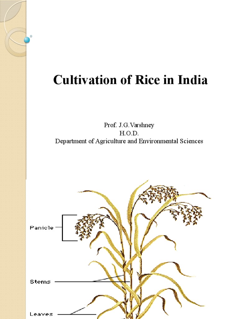 Cultivation of Rice in India | PDF | Rice | Sowing