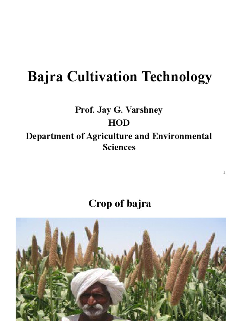 Bajra Cultivation Techniques in India | PDF | Crops | Natural Resource ...