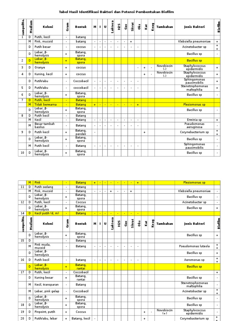 Tabel Hasil Identifikasi Bakteri - Kosong | PDF