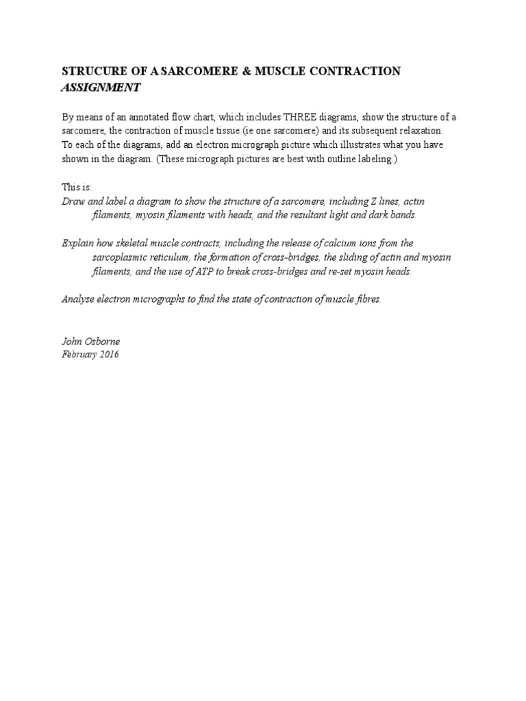 Muscle Contraction Worksheet | PDF | Muscle Contraction | Animal Anatomy