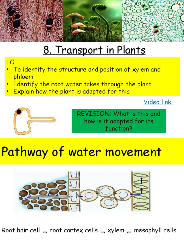 Transport in Plants | PDF | Root | Plant Stem