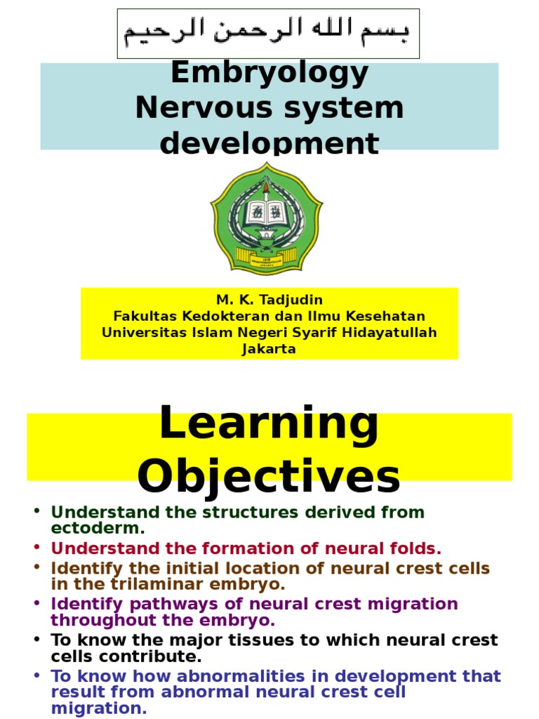 Neural Development in Embryology | PDF | Cerebrum | Reproduction