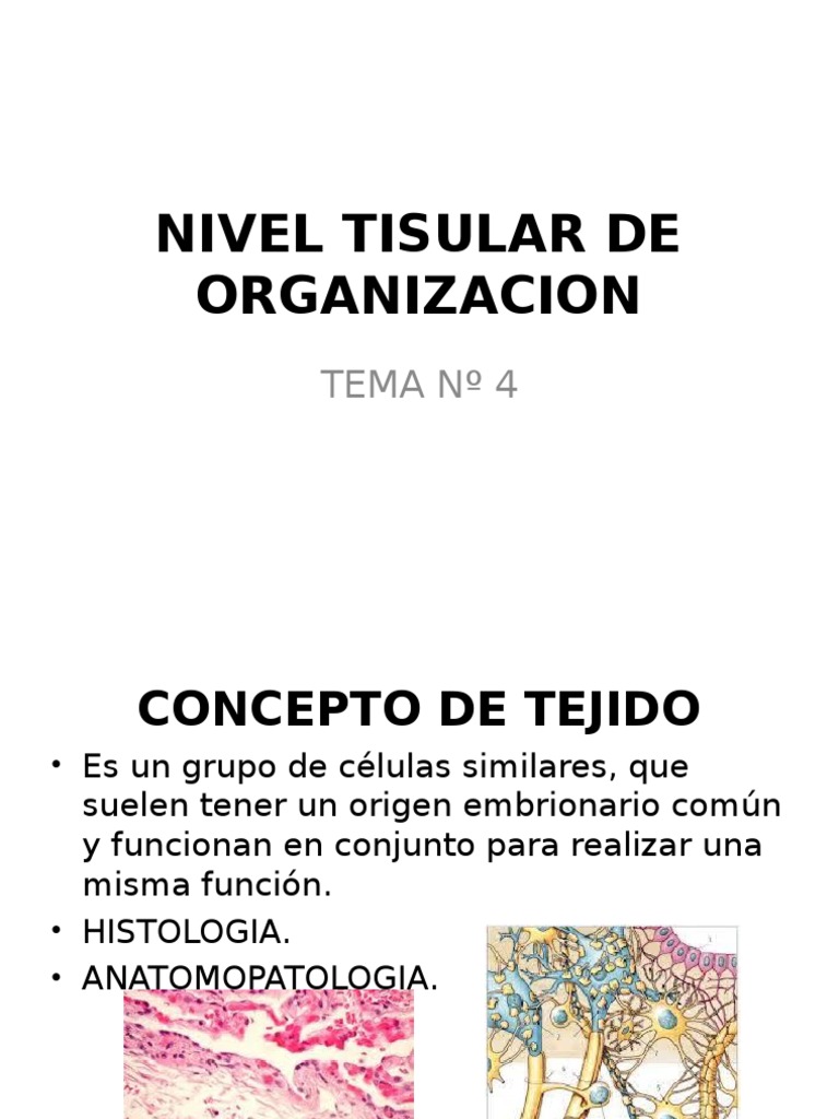 Nivel Tisular de Organizacion | PDF | Epitelio | Anatomía