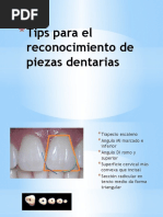 Caras y superficies de los dientes | PDF | Ramas de Odontología | Diente