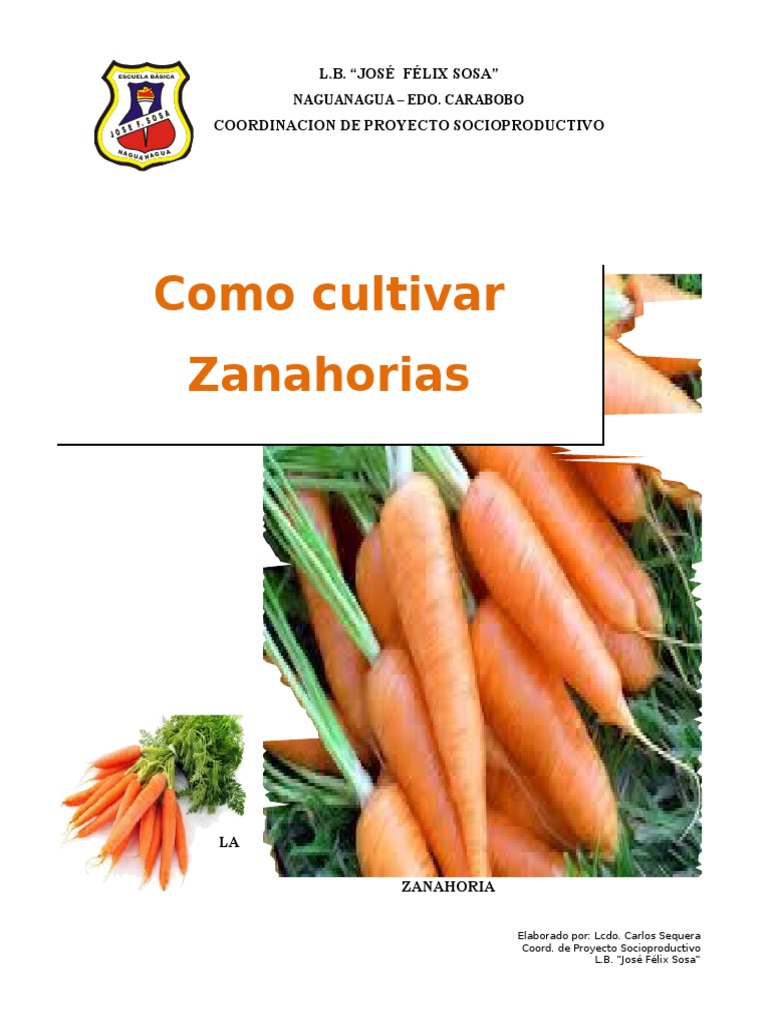 Ciclo De Vida Del Cultivo De Zanahorias ZANAHORIAS. Ciclo Completo Y