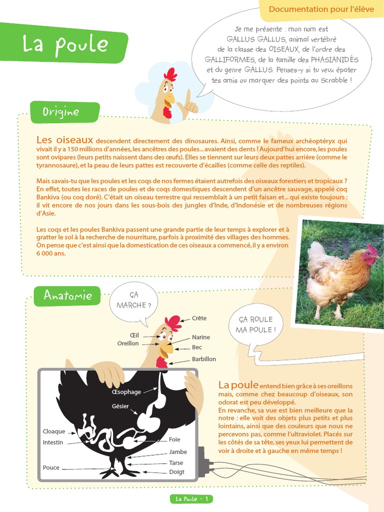 Fiche Poule Eleve | PDF | Poulet | Oiseaux