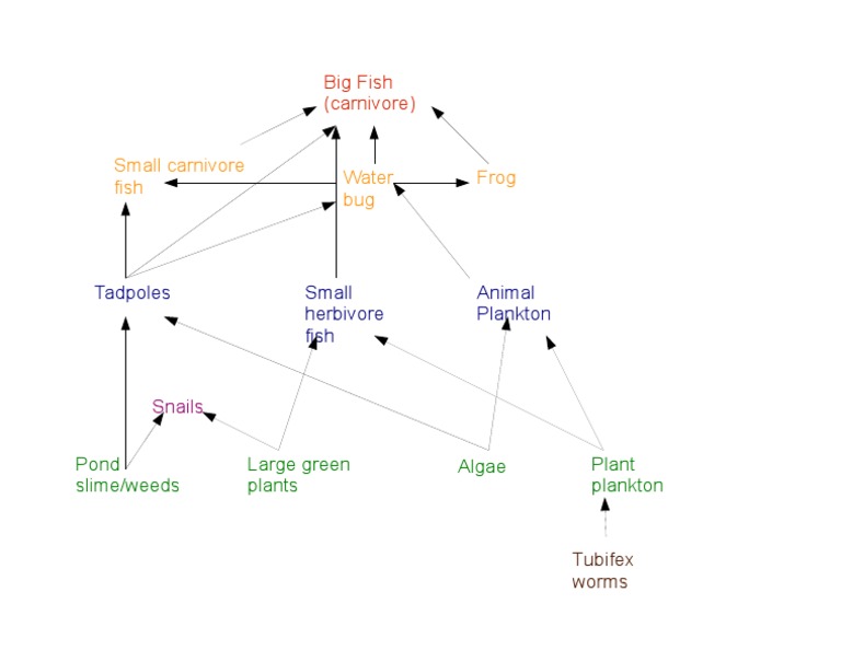 Freshwater Food Web Diagram