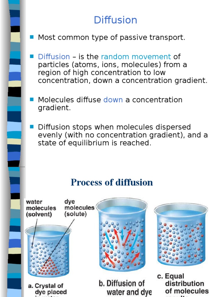 Diffusion & Osmosis | PDF | Osmosis | Diffusion