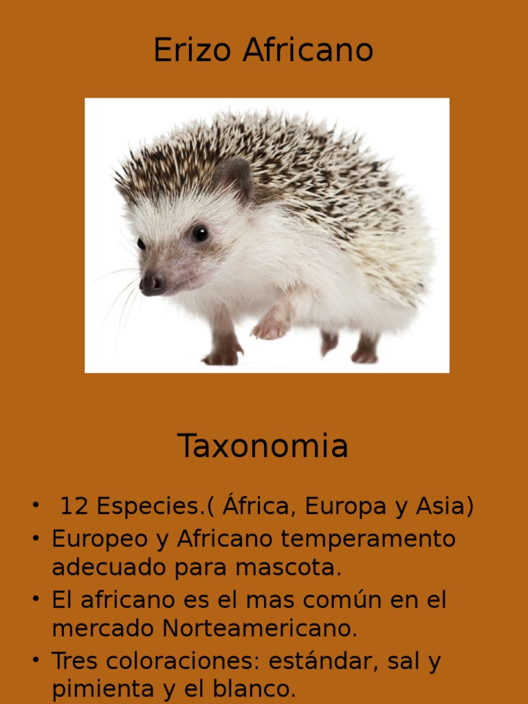 Características del Erizo Africano | PDF | Enfermedades y trastornos ...