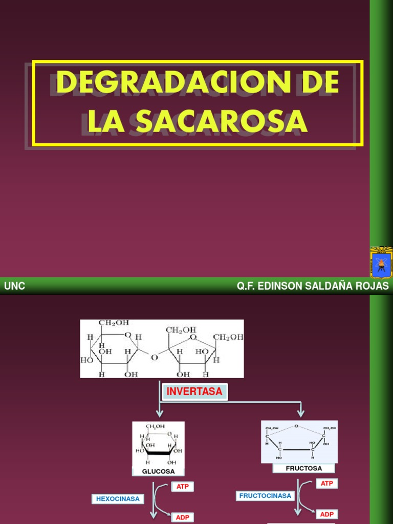 Degradacion de La Sacarosa | PDF | Glucólisis | Metabolismo