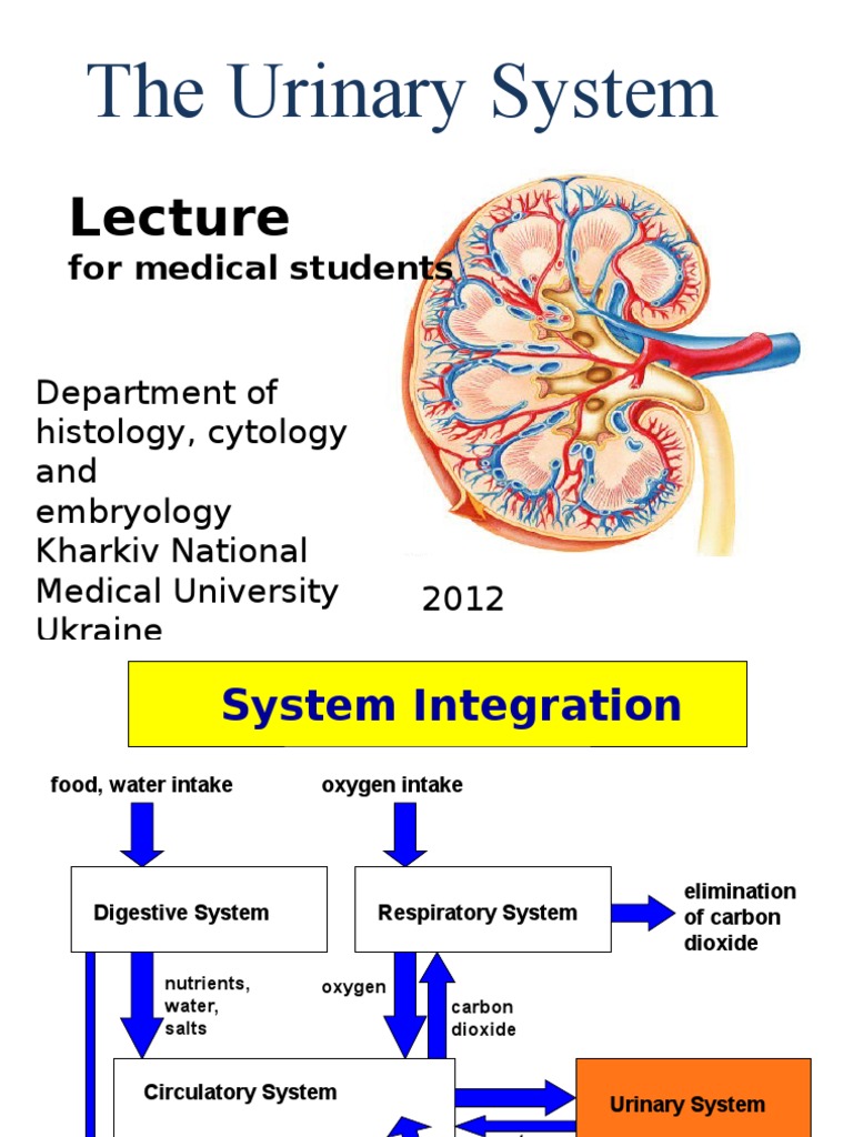 The Urinary System: For Medical Students | PDF | Kidney | Organ (Anatomy)