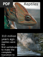Leaf-Tailed Gecko Adaptations Explained | PDF | Predation | Camouflage