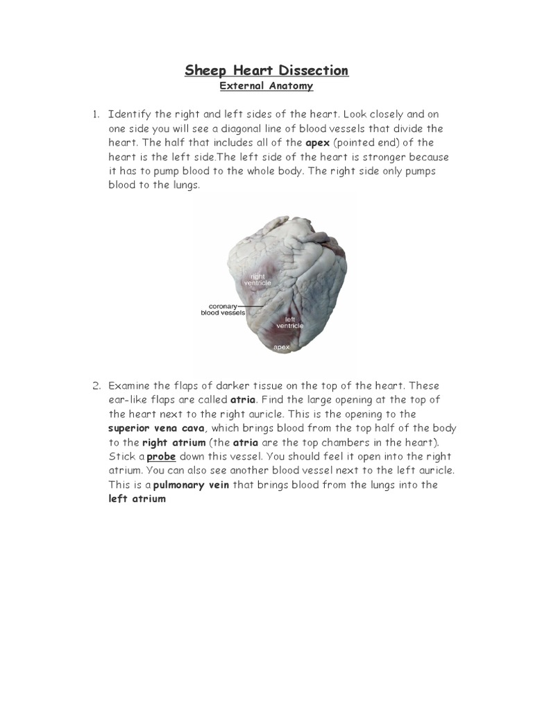 Sheep Heart Dissection | PDF