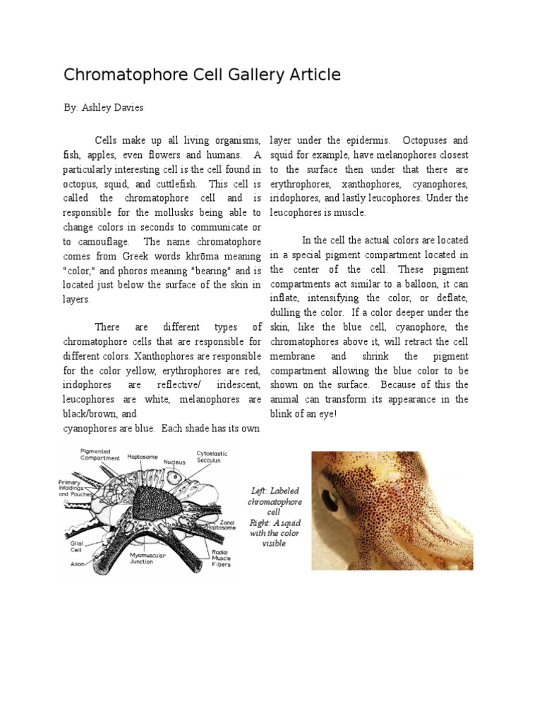 Understanding Chromatophore Cells | PDF