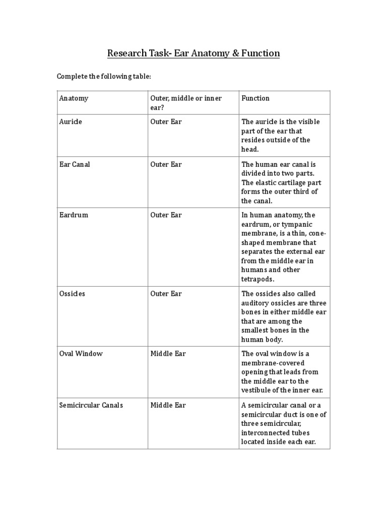 Ear Anatomy and Function Overview | PDF