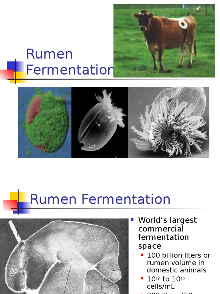 Rumen Fermentation | PDF | Ruminant | Digestion