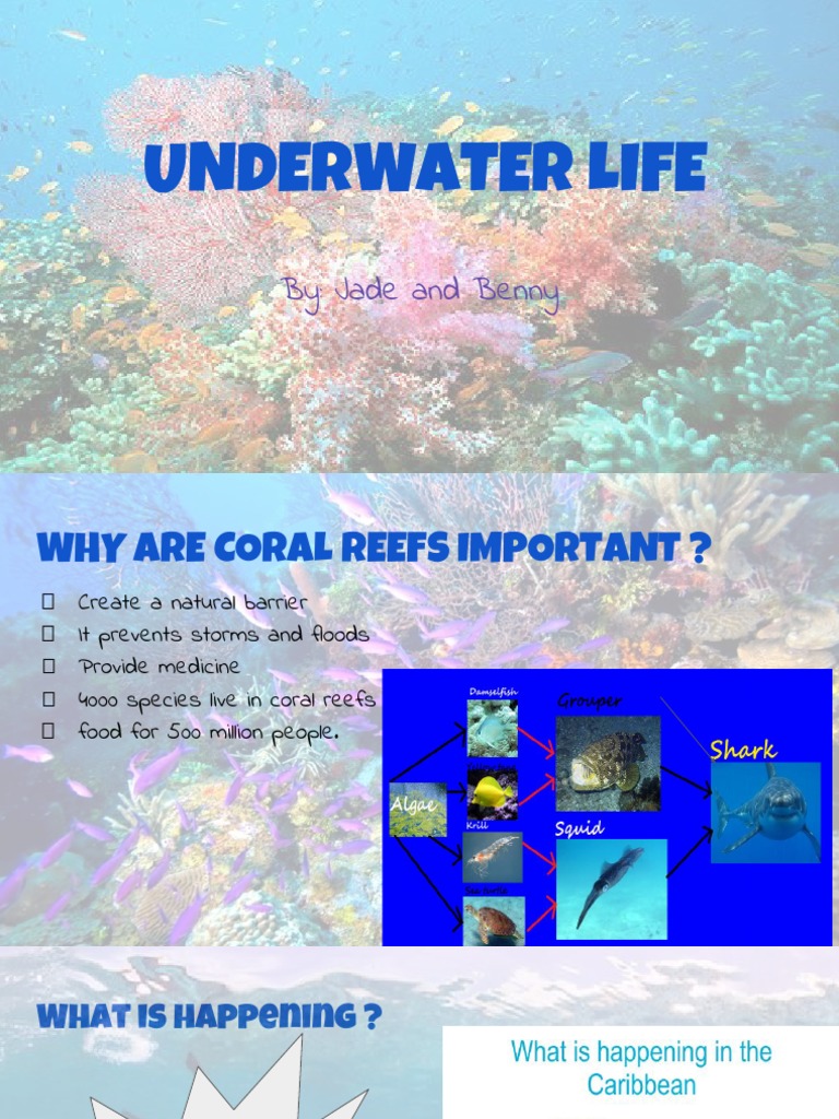 Protecting Coral Reefs | PDF