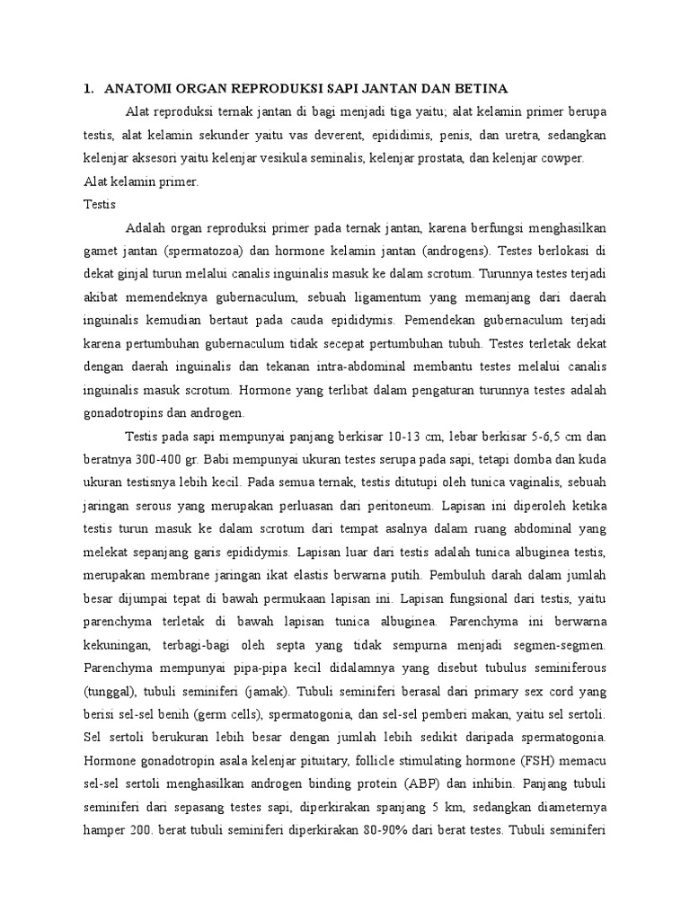Anatomi Organ Reproduksi Sapi Jantan Dan Betina | PDF