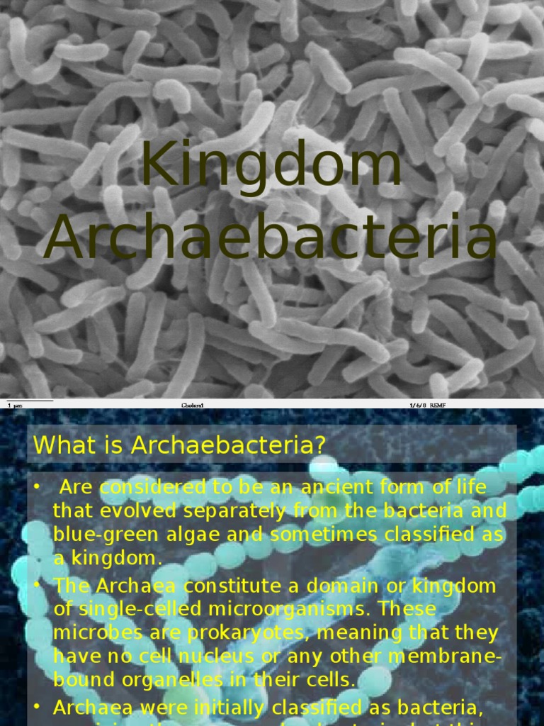 Overview of Kingdom Archaebacteria | PDF | Archaea | Bacteria