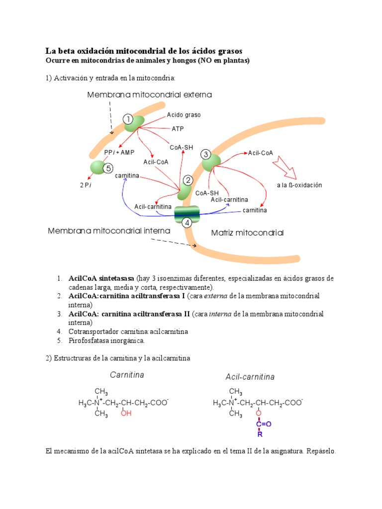 Beta Ox | PDF | Cocina, comidas y vino | Ciencia y matemáticas