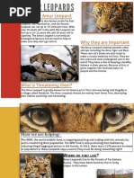 Amur Leopard Research Paper | PDF | Leopard | Organisms