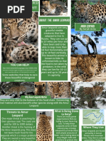 Amur Leopard English Presentation | PDF | Endangered Species | Leopard