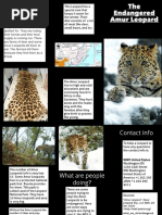 Amur Leopard - Endangered Species | PDF | Leopard | Organisms