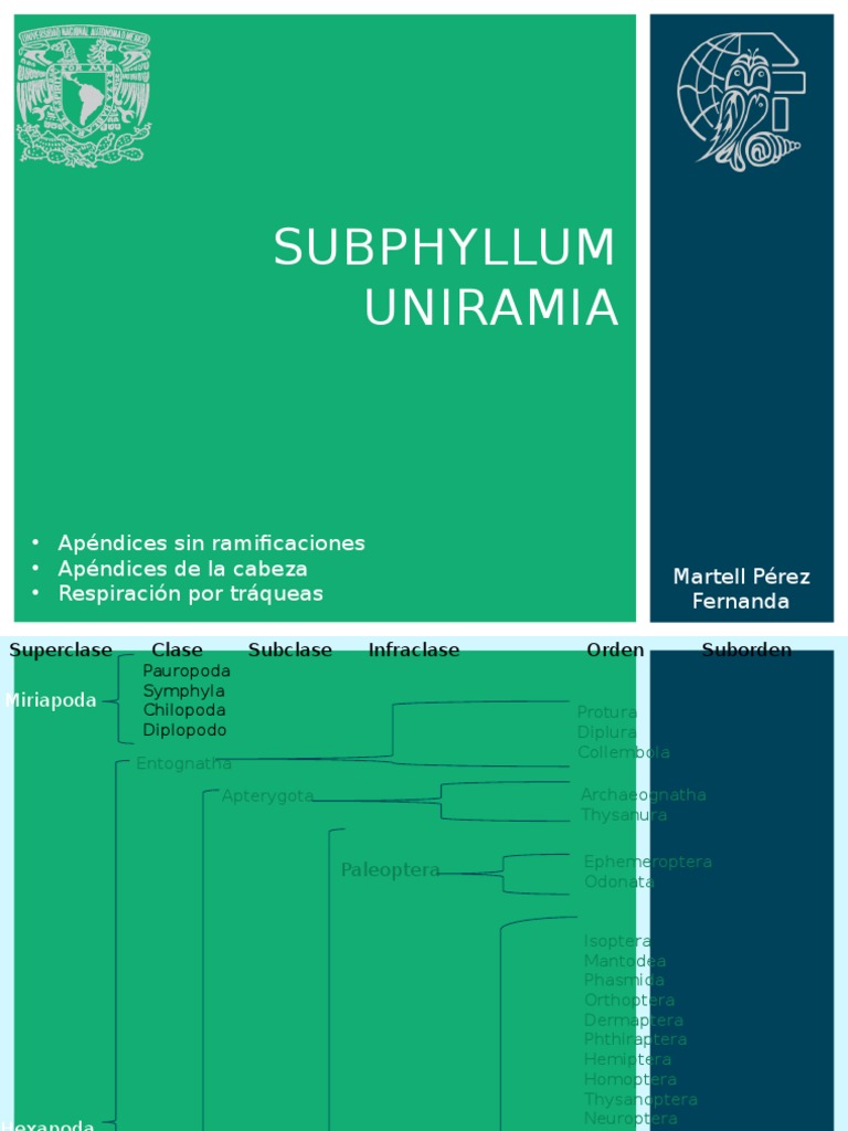 Clasificación del Subphylum Uniramia | PDF | Hexapoda | Insectos