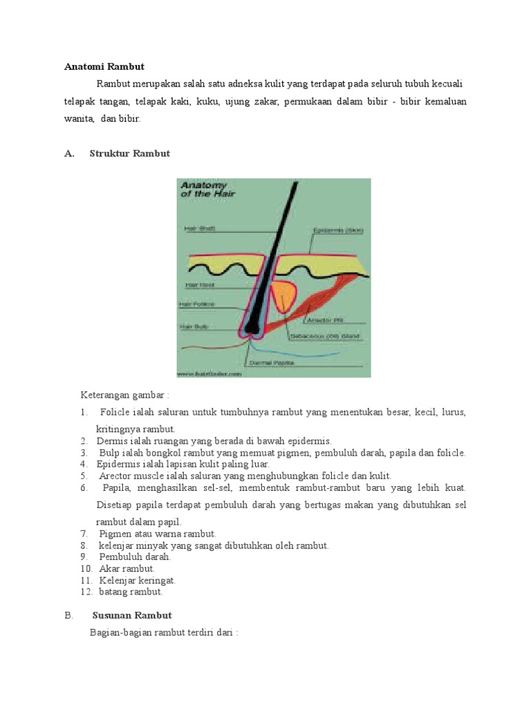 Anatomi Rambut | PDF